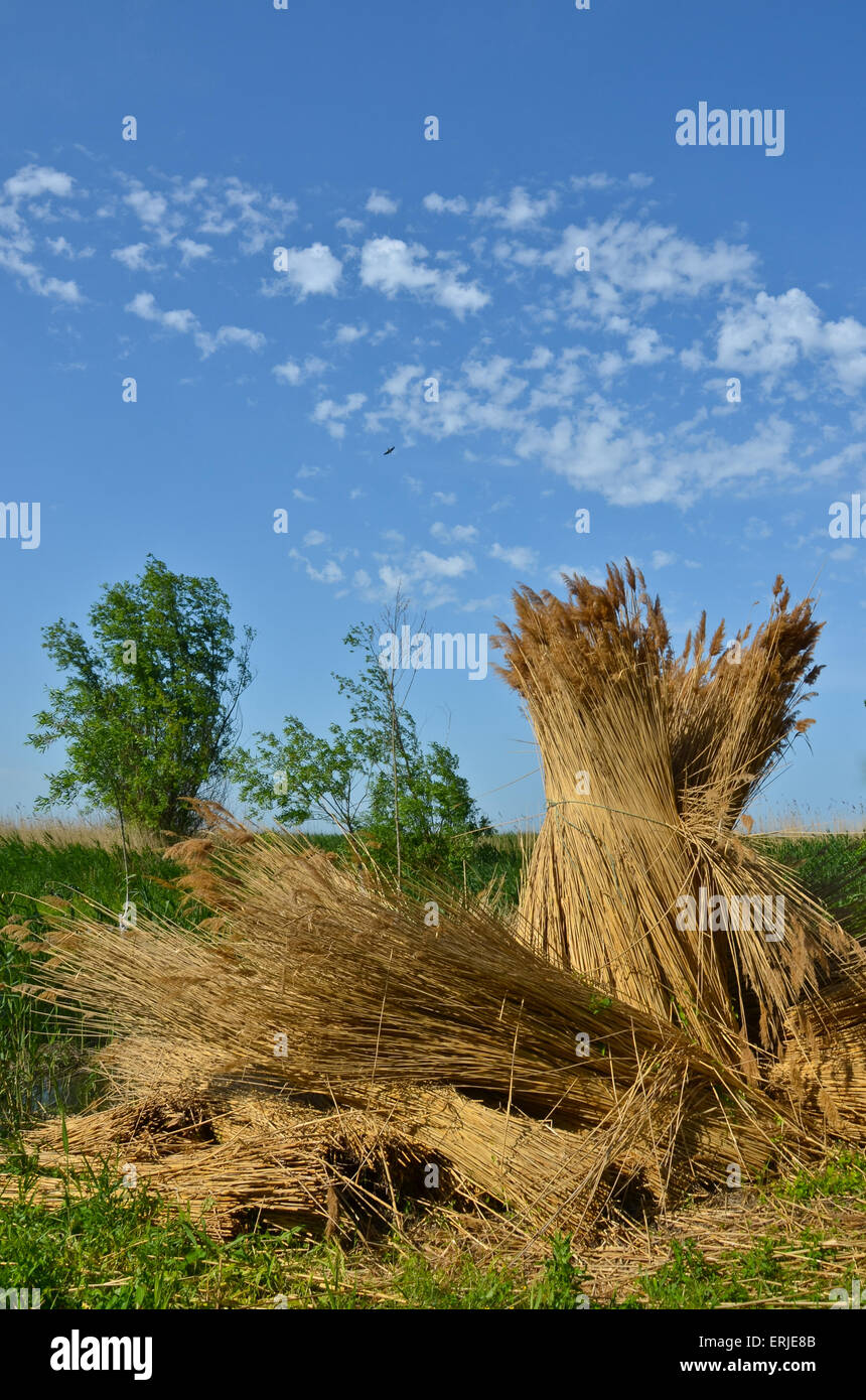Cane bundle hi-res stock photography and images - Alamy