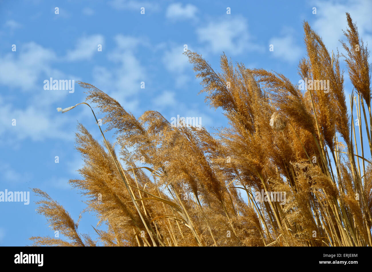 Yeloow blue hi-res stock photography and images - Alamy