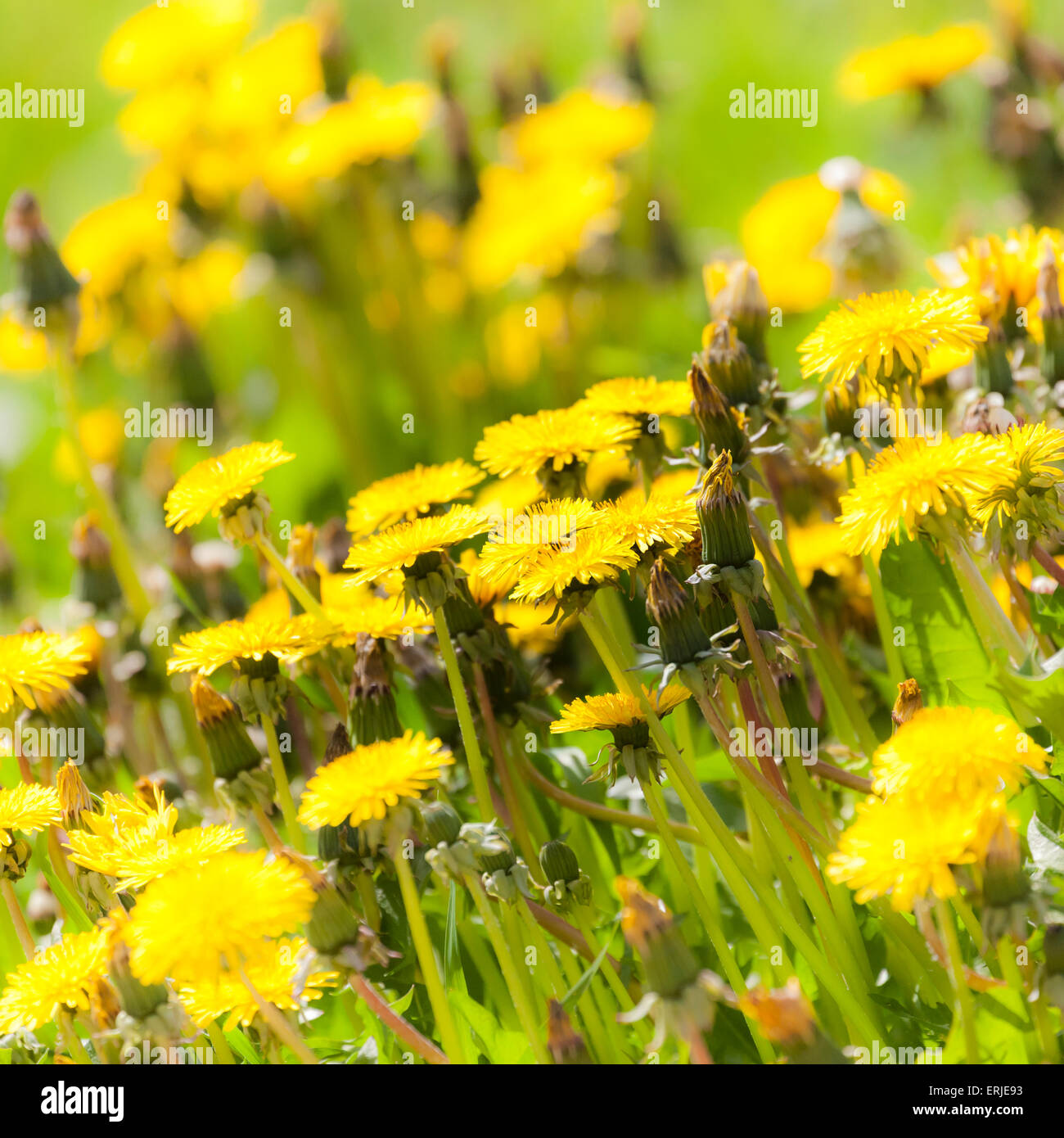 Dandelion field flower hi-res stock photography and images - Alamy