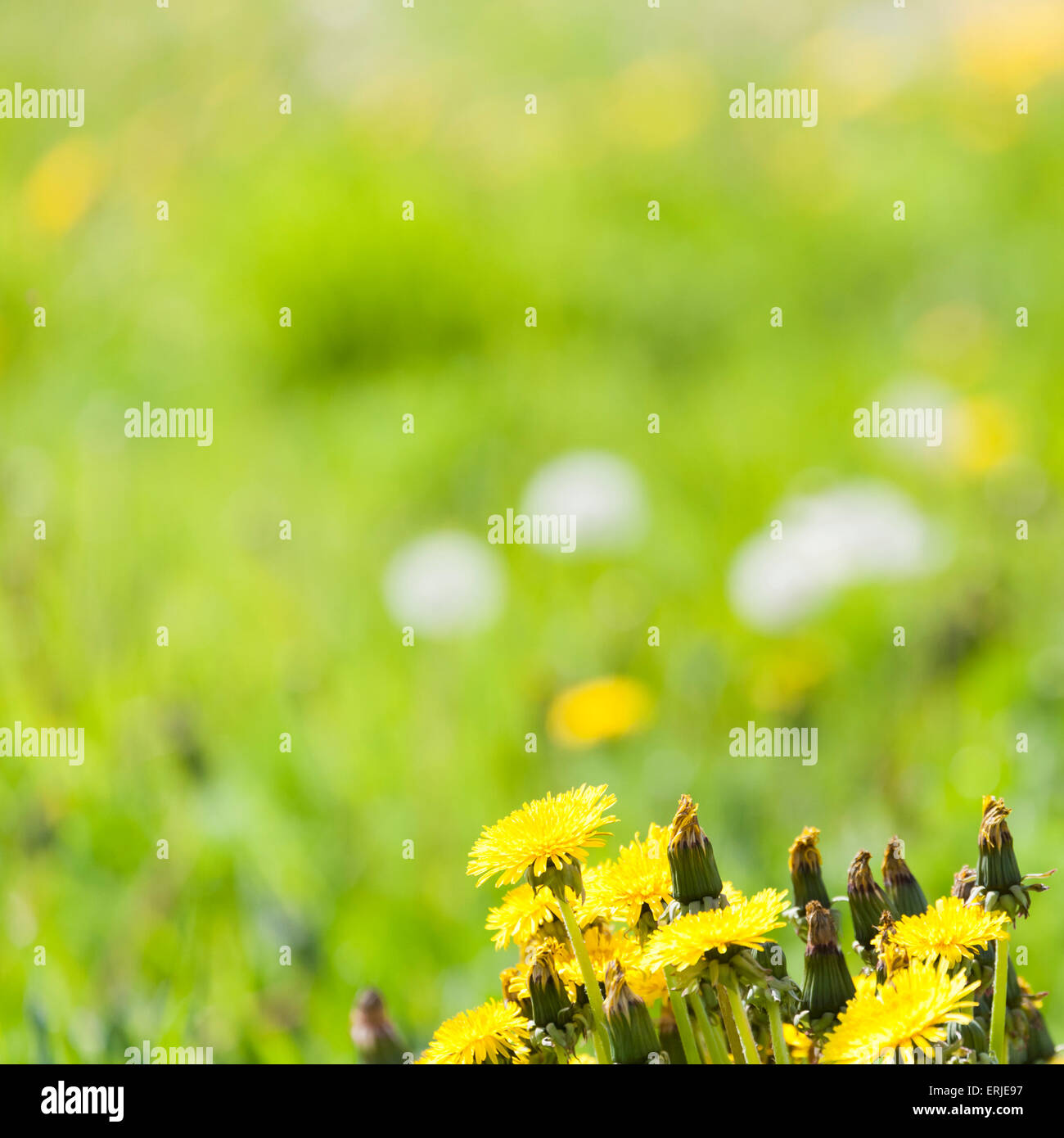Dandelion field flower hi-res stock photography and images - Alamy