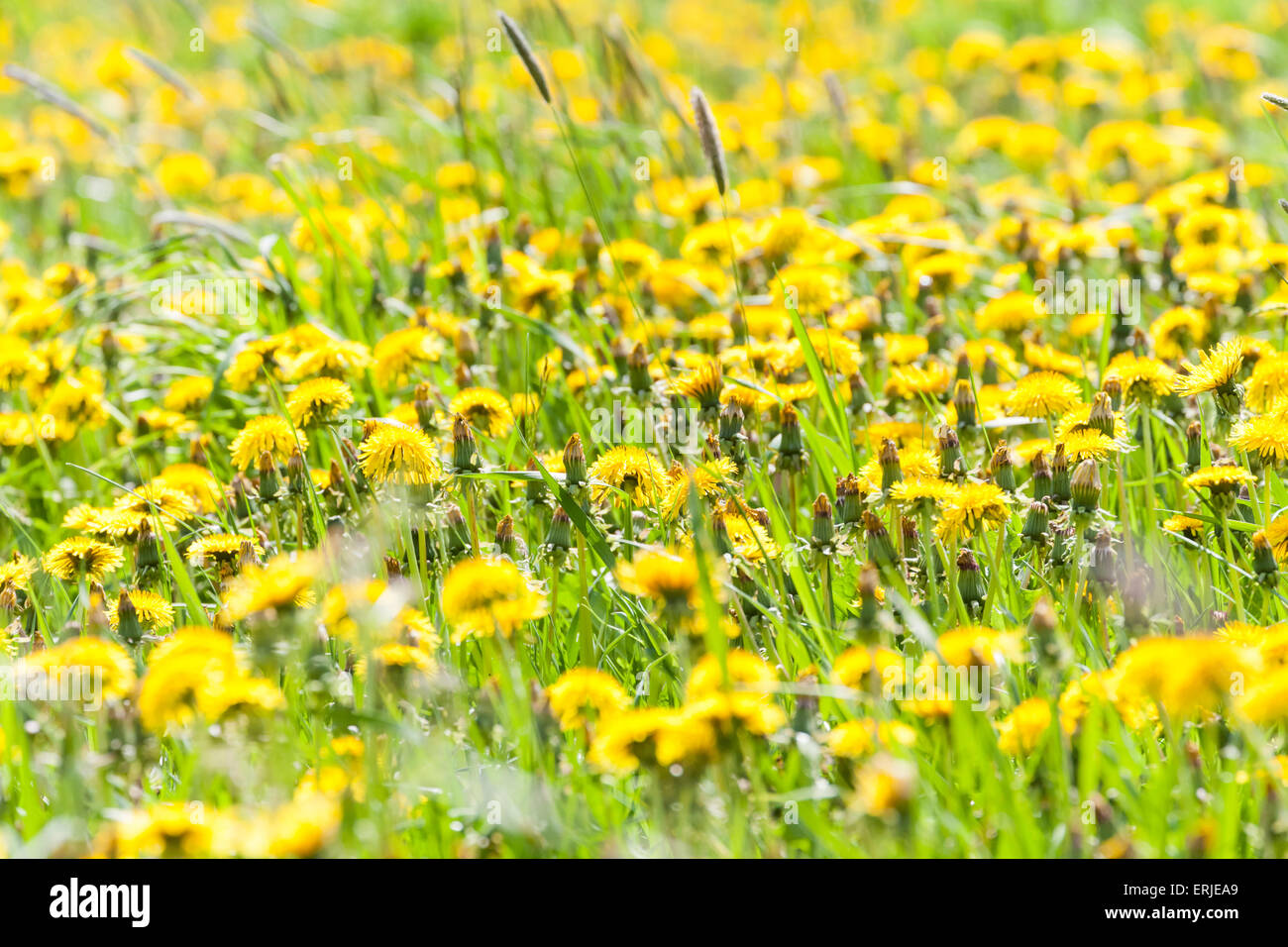 Dandelion field flower hi-res stock photography and images - Alamy