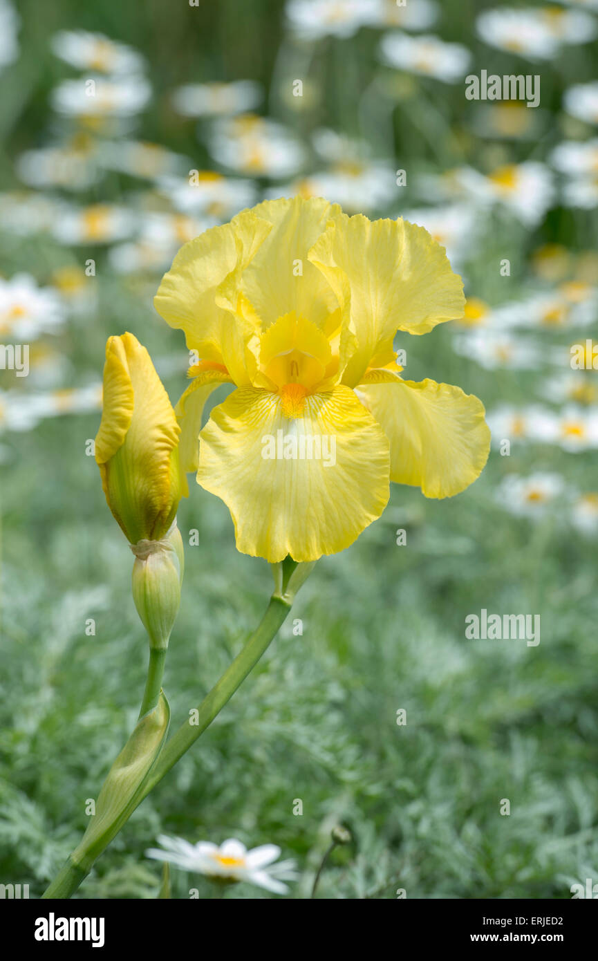 Iris germanica hi-res stock photography and images - Alamy