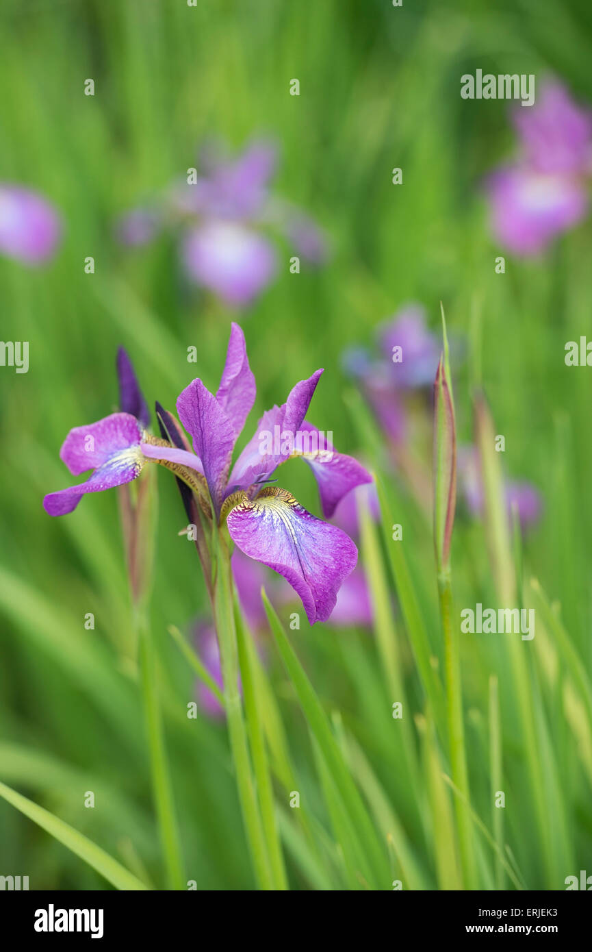 Iris Sibirica 'Sparkling Rose' flower Stock Photo - Alamy