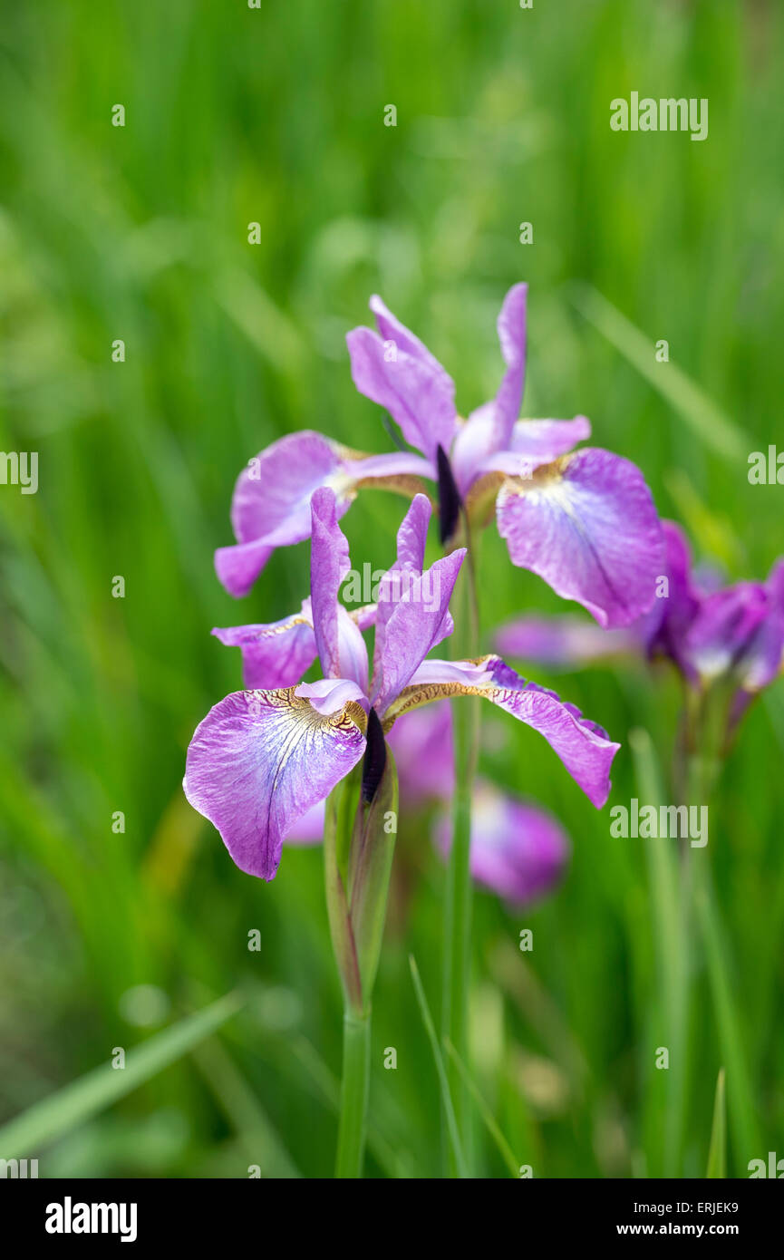 Iris Sibirica 'Sparkling Rose' flower Stock Photo - Alamy