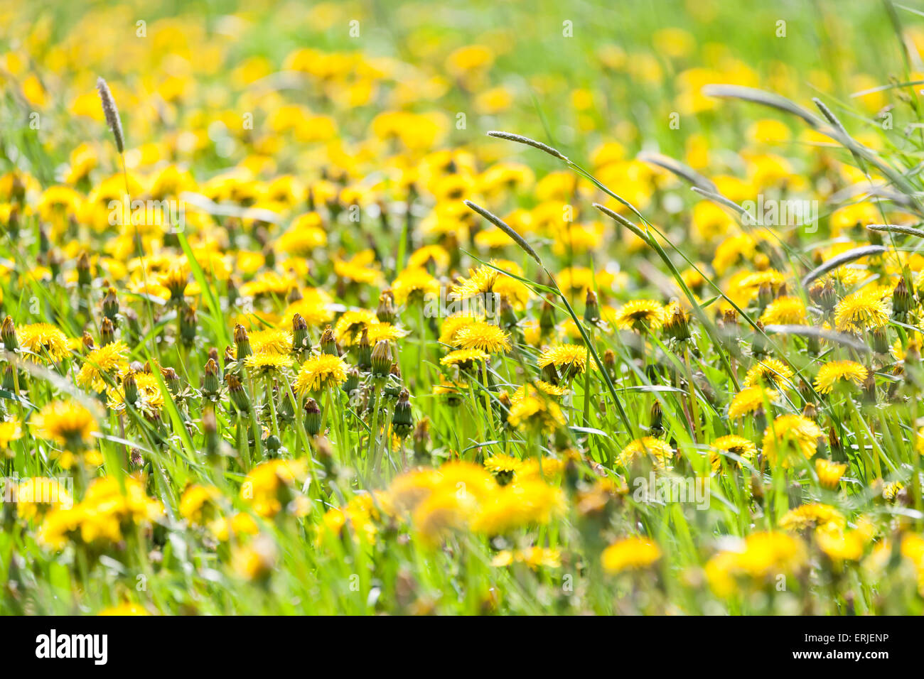 Dandelion field flower hi-res stock photography and images - Alamy