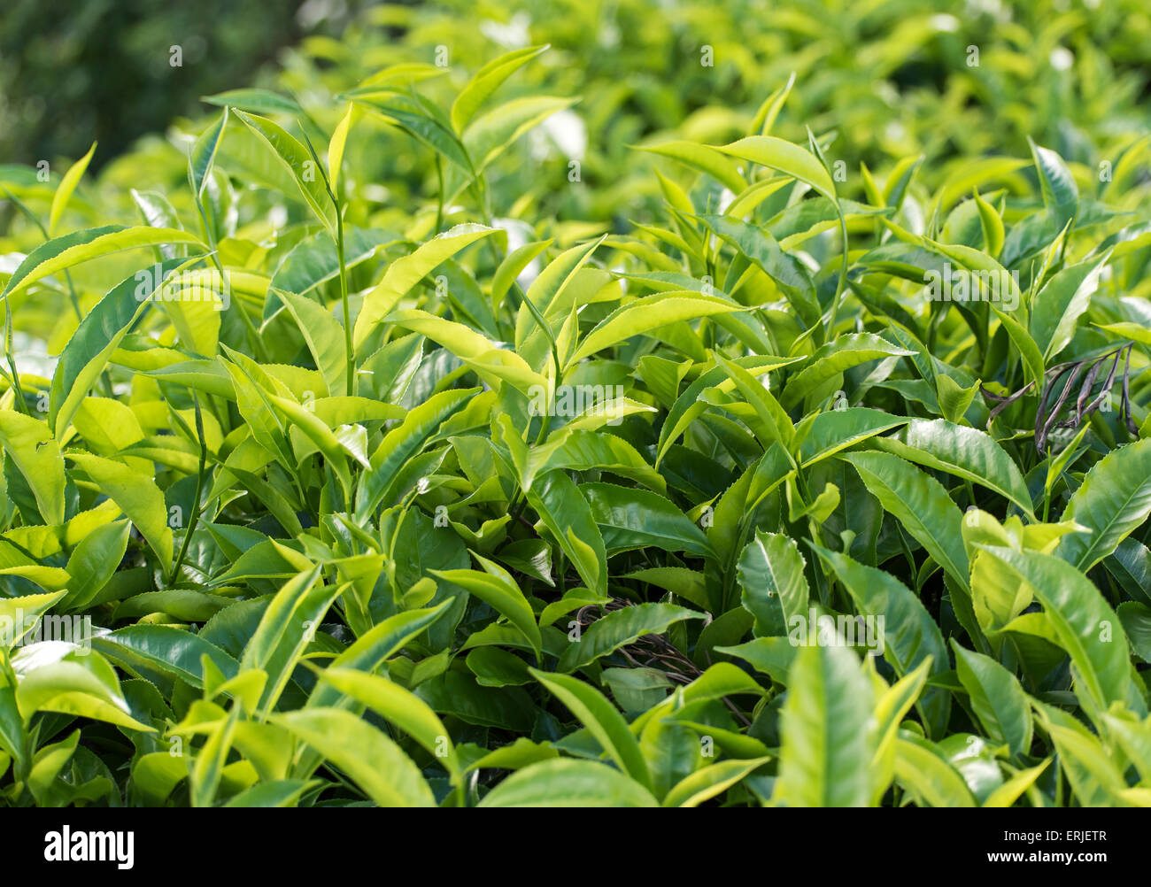 Fresh Green Tea Leaves