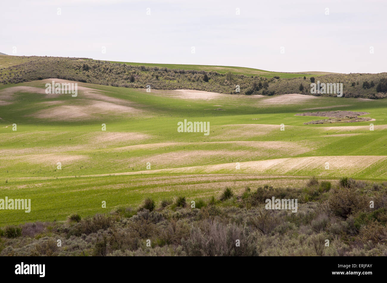 Field of crops Stock Photo - Alamy