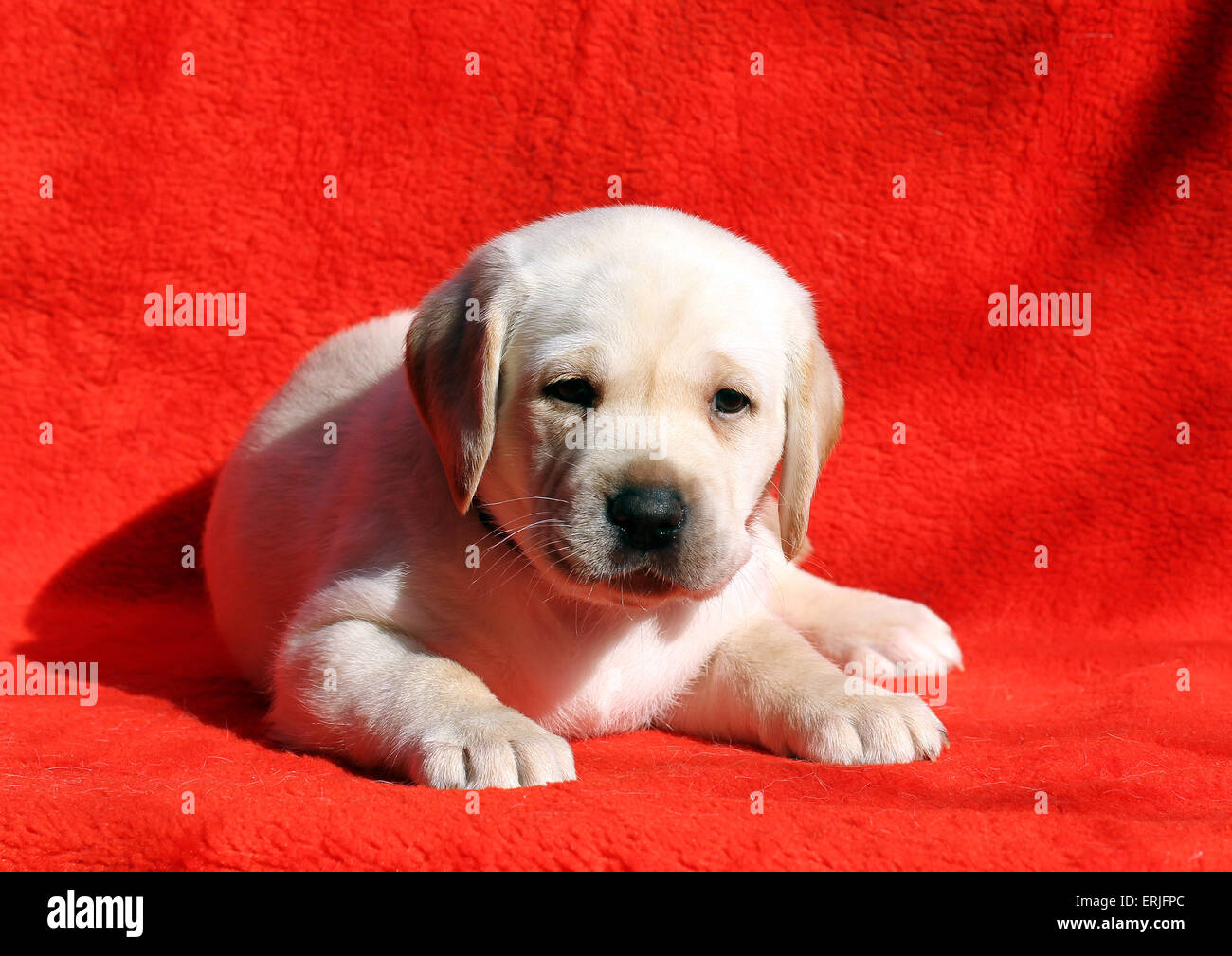 yellow labrador puppy laying on red background Stock Photo - Alamy