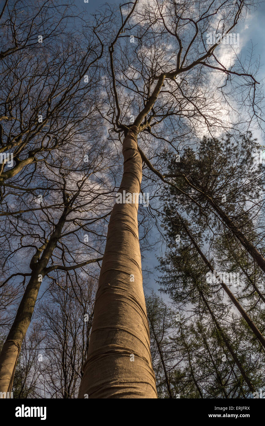 Tree Wrapped in Jute Stock Photo - Alamy