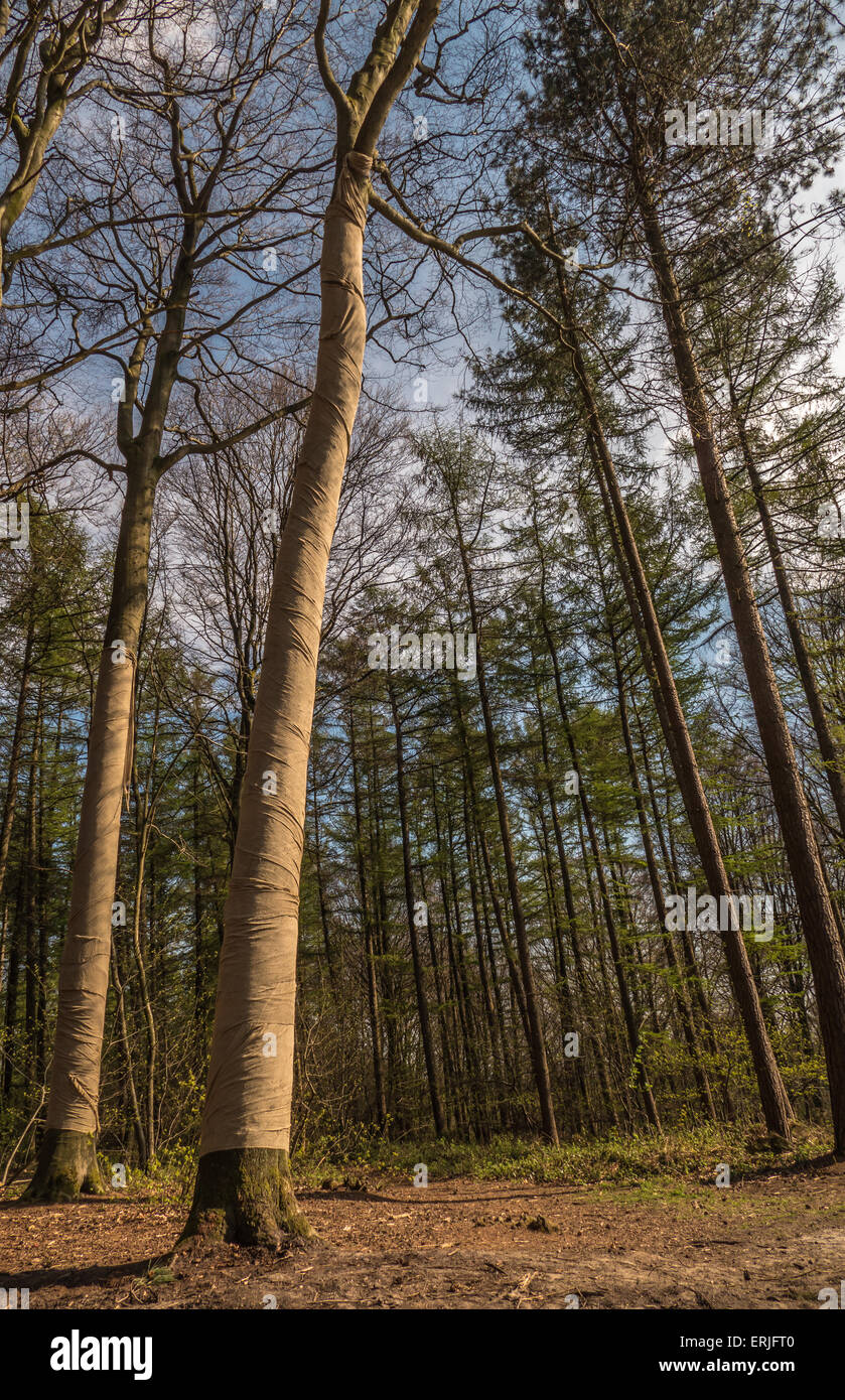 Jute Plant Stock Photos & Jute Plant Stock Images - Alamy