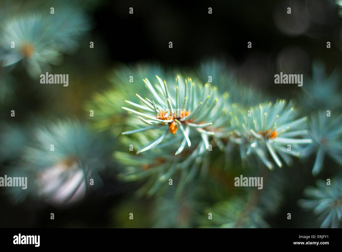 Leaves of tree Stock Photo - Alamy