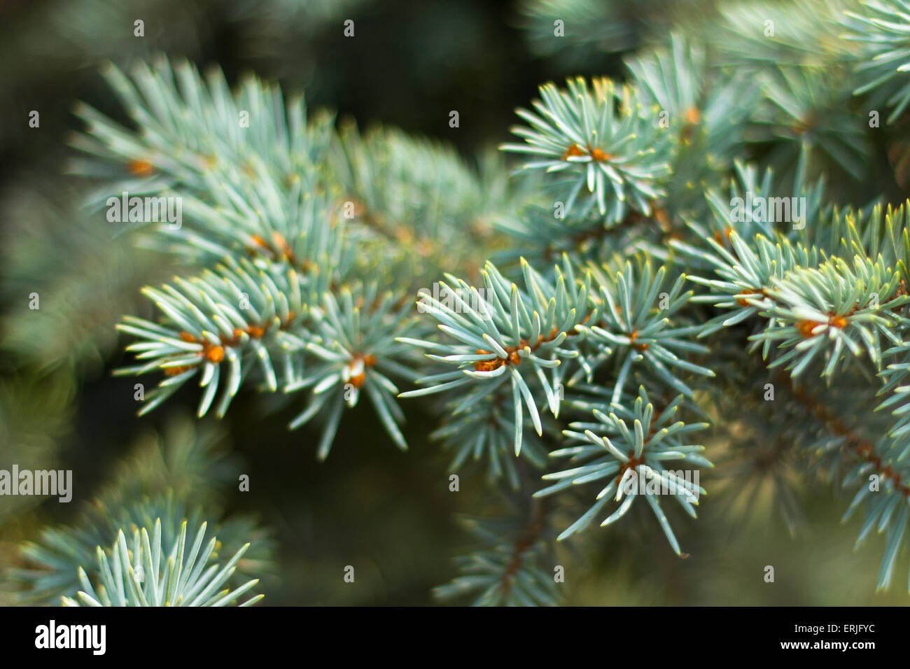 Leaves of tree Stock Photo - Alamy