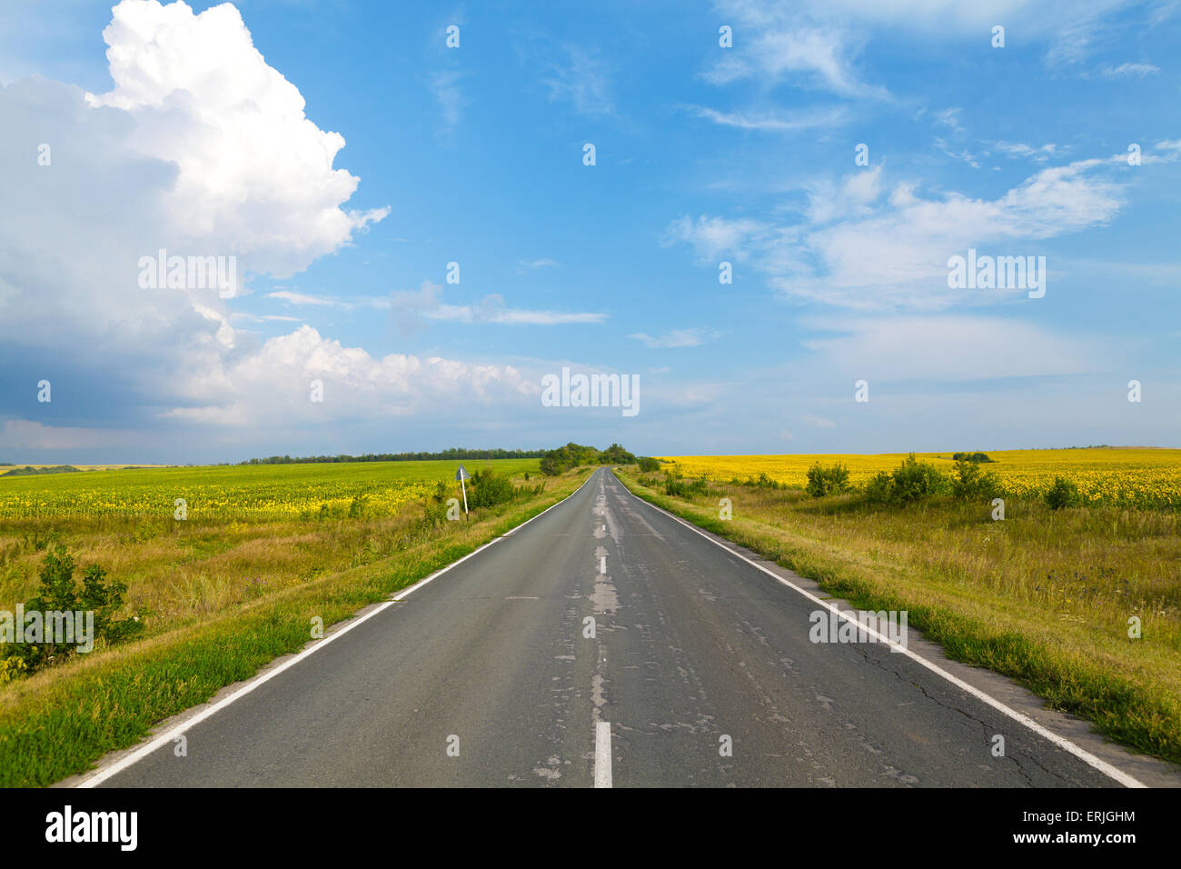 Road through the yellow sunflower field in sunny day Stock Photo - Alamy