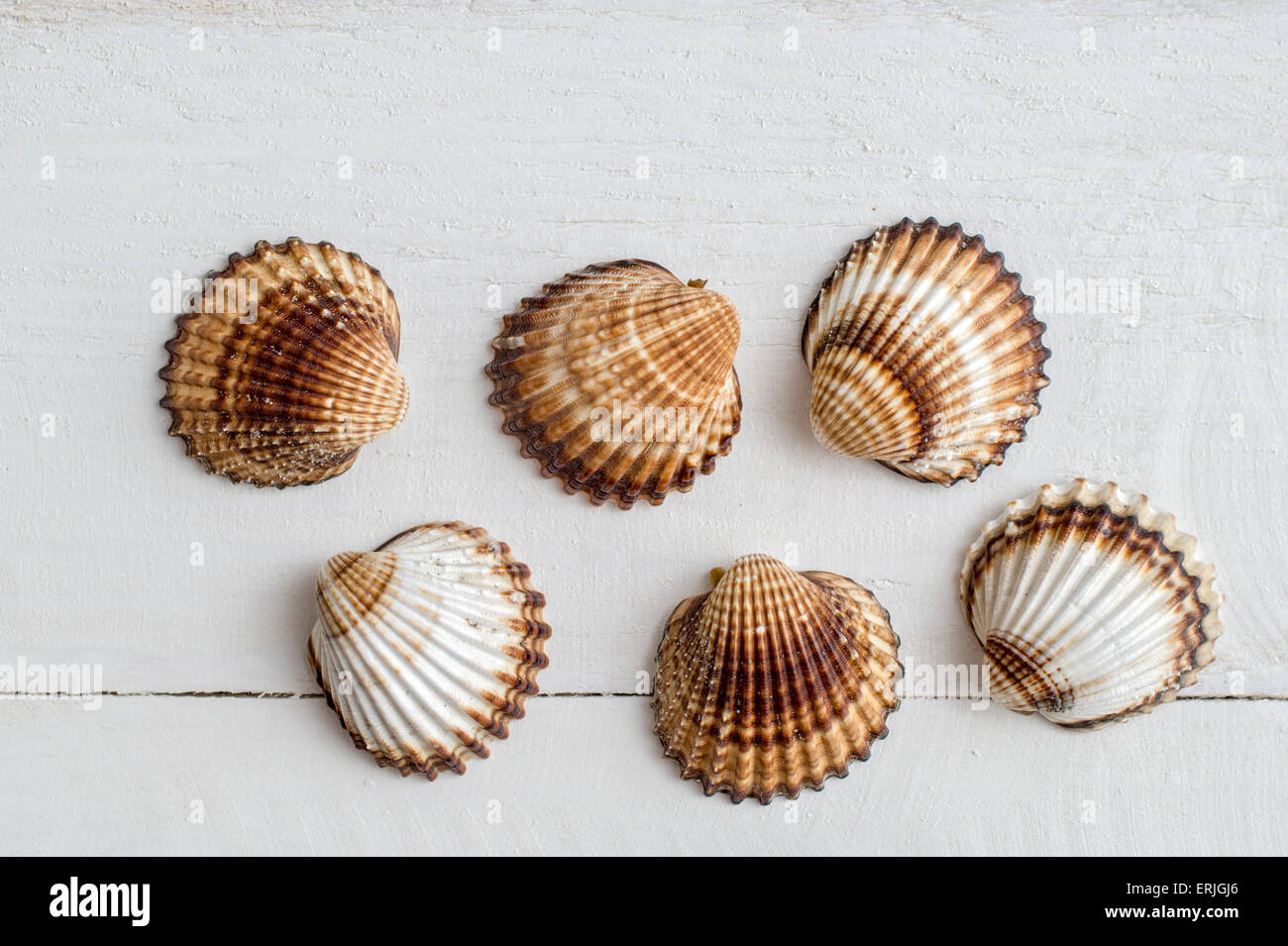 A collection of seashells on a white background. From above Stock Photo ...