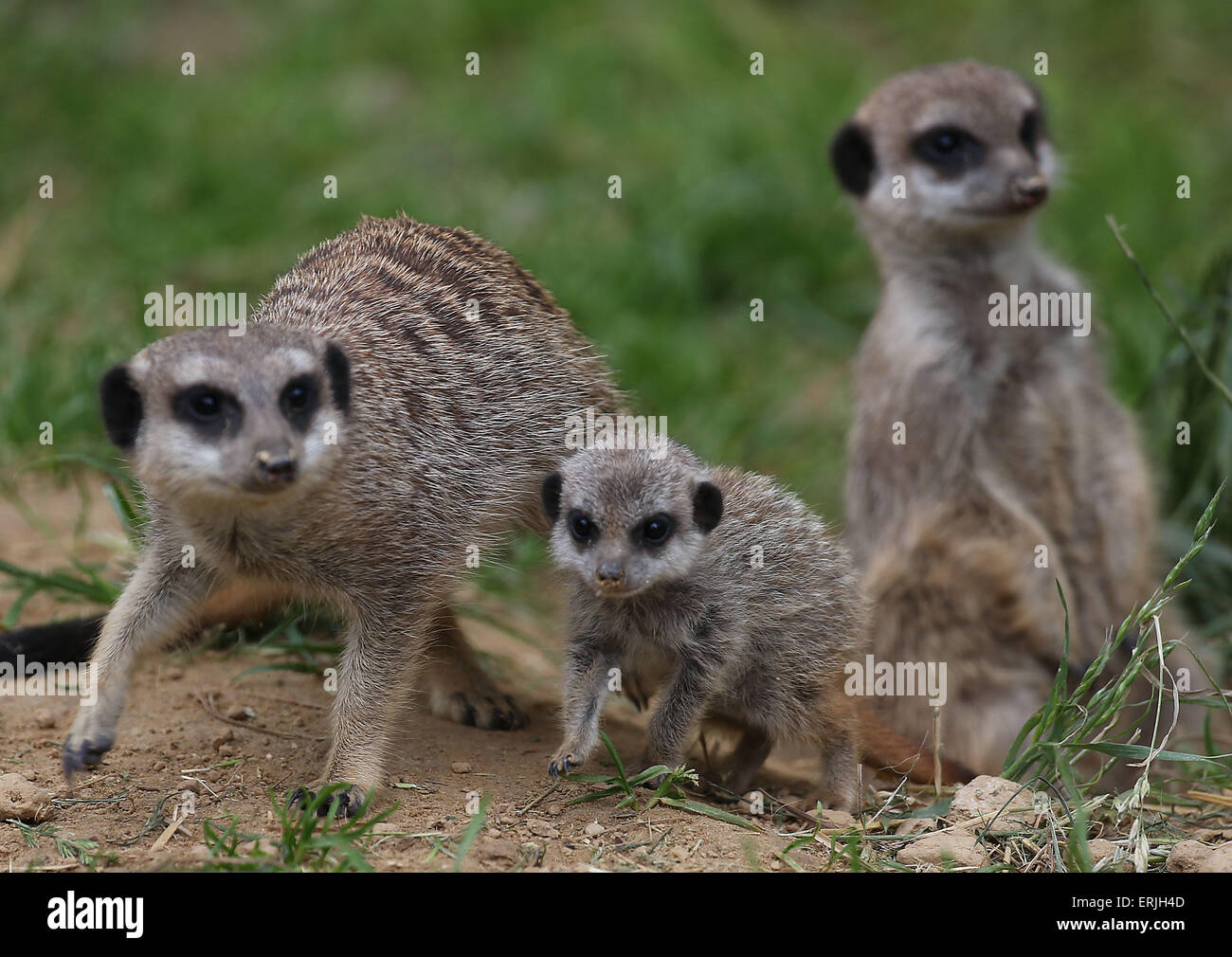 Cologne, Germany. 03rd June, 2015. A young meerkat (C) roams the ...