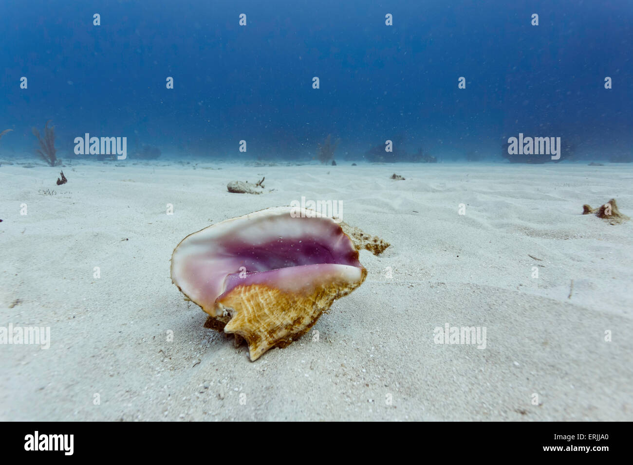 Close-up view of single conch shell on the sand on the ocean floor in ...