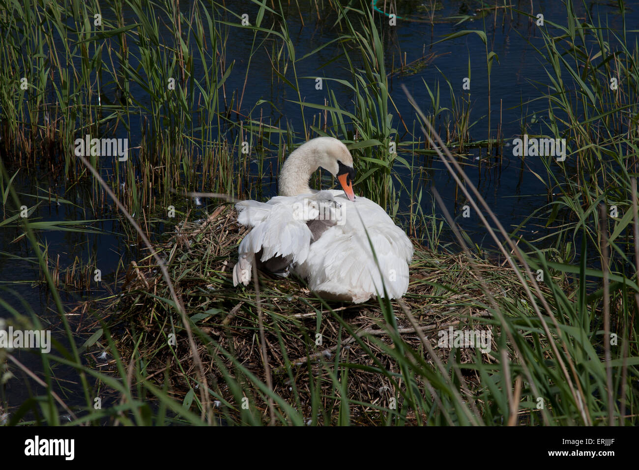 Swan with cygnet Stock Photo - Alamy