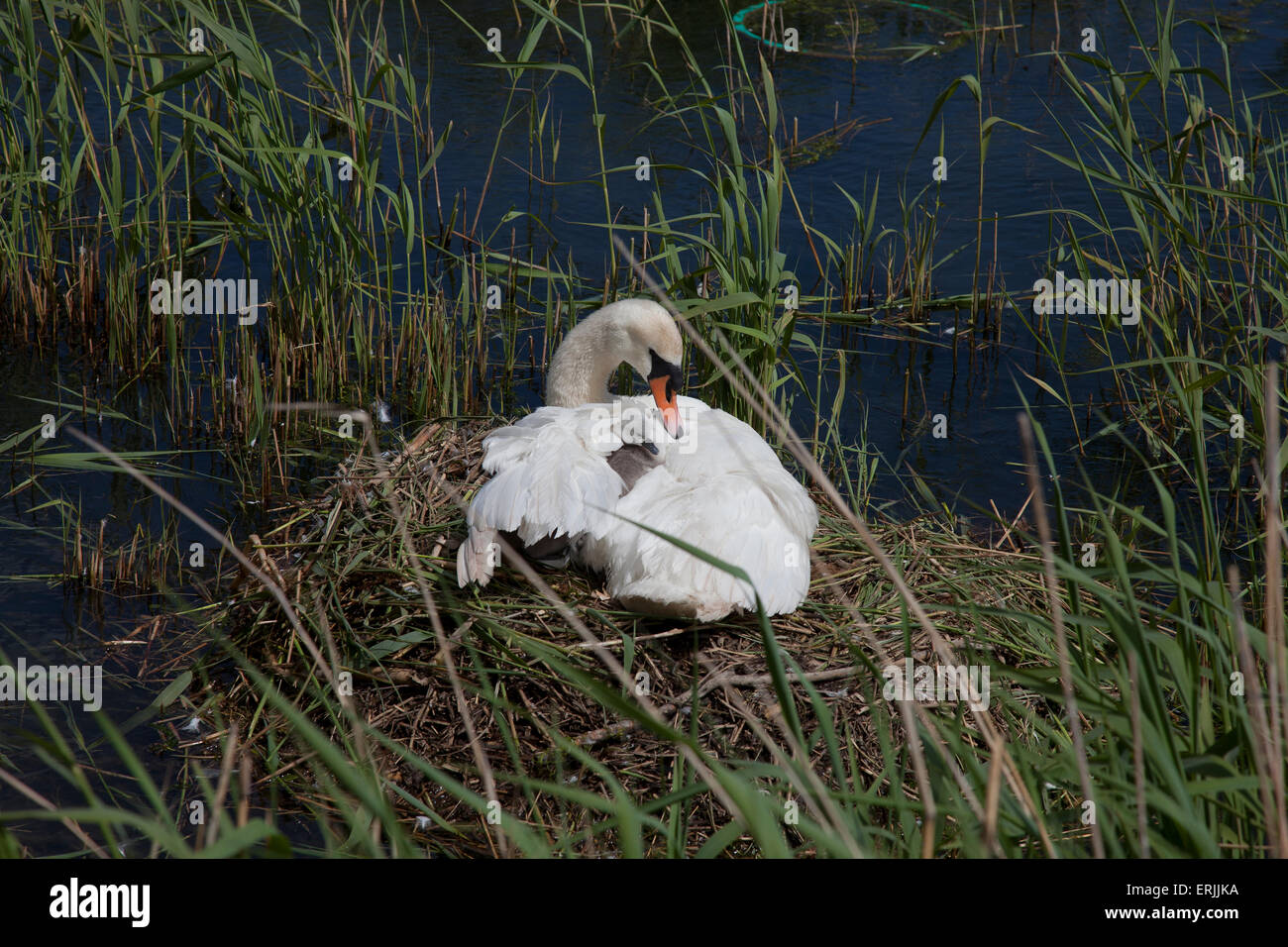 Swan with cygnet Stock Photo - Alamy
