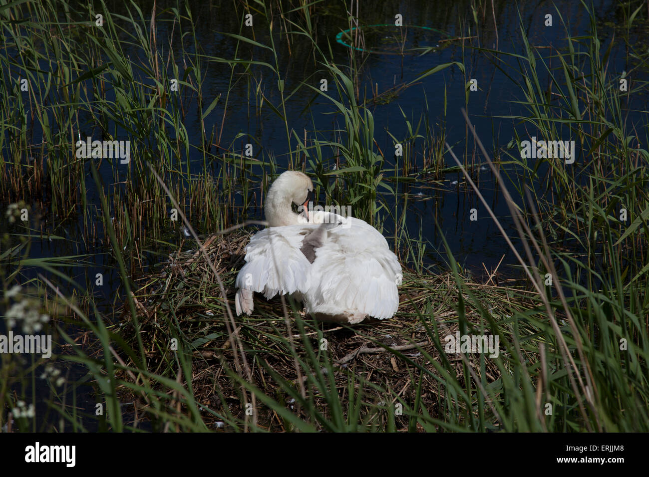 Swan with cygnet Stock Photo - Alamy