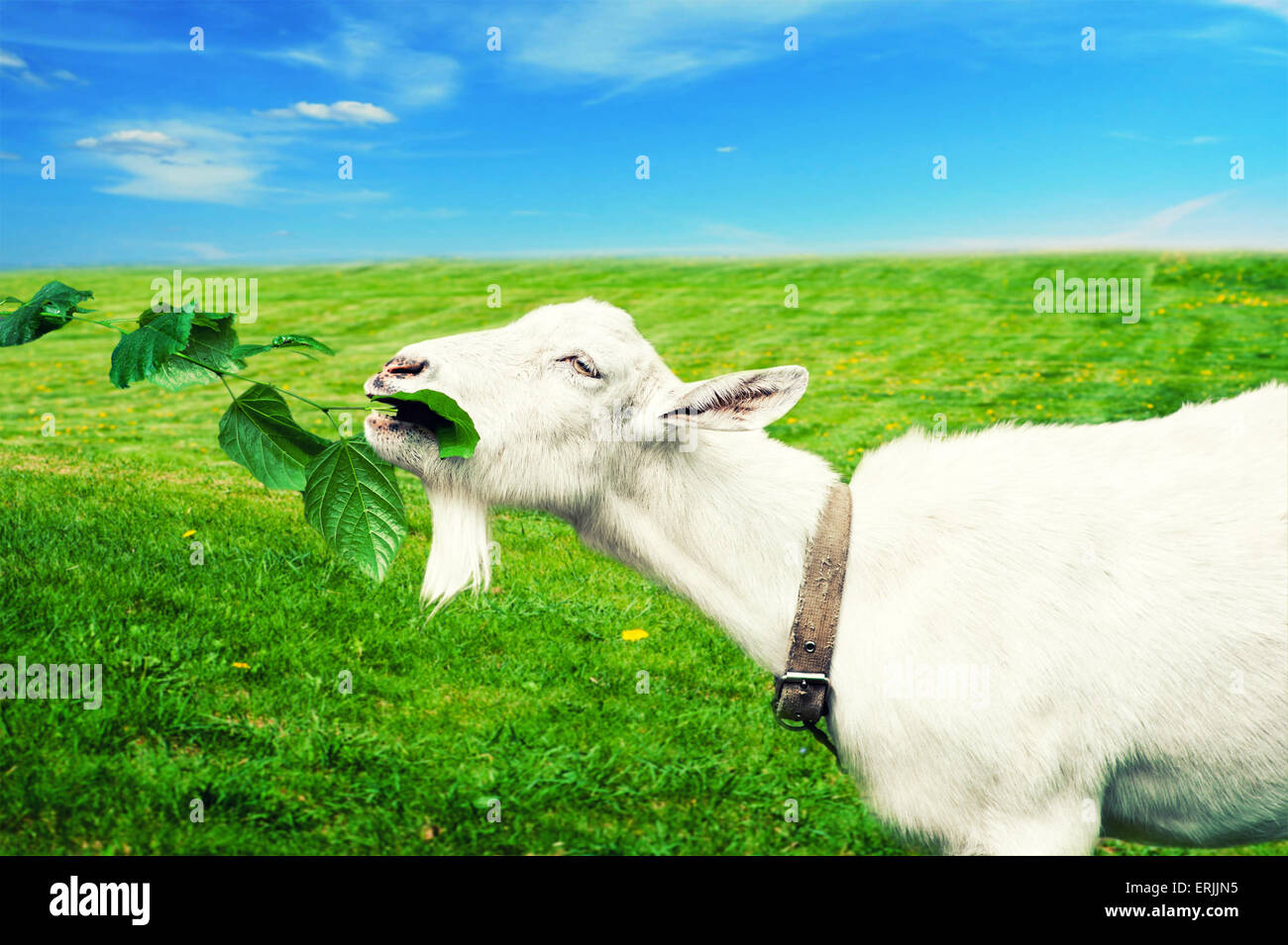 Ram eating a tree hi-res stock photography and images - Alamy