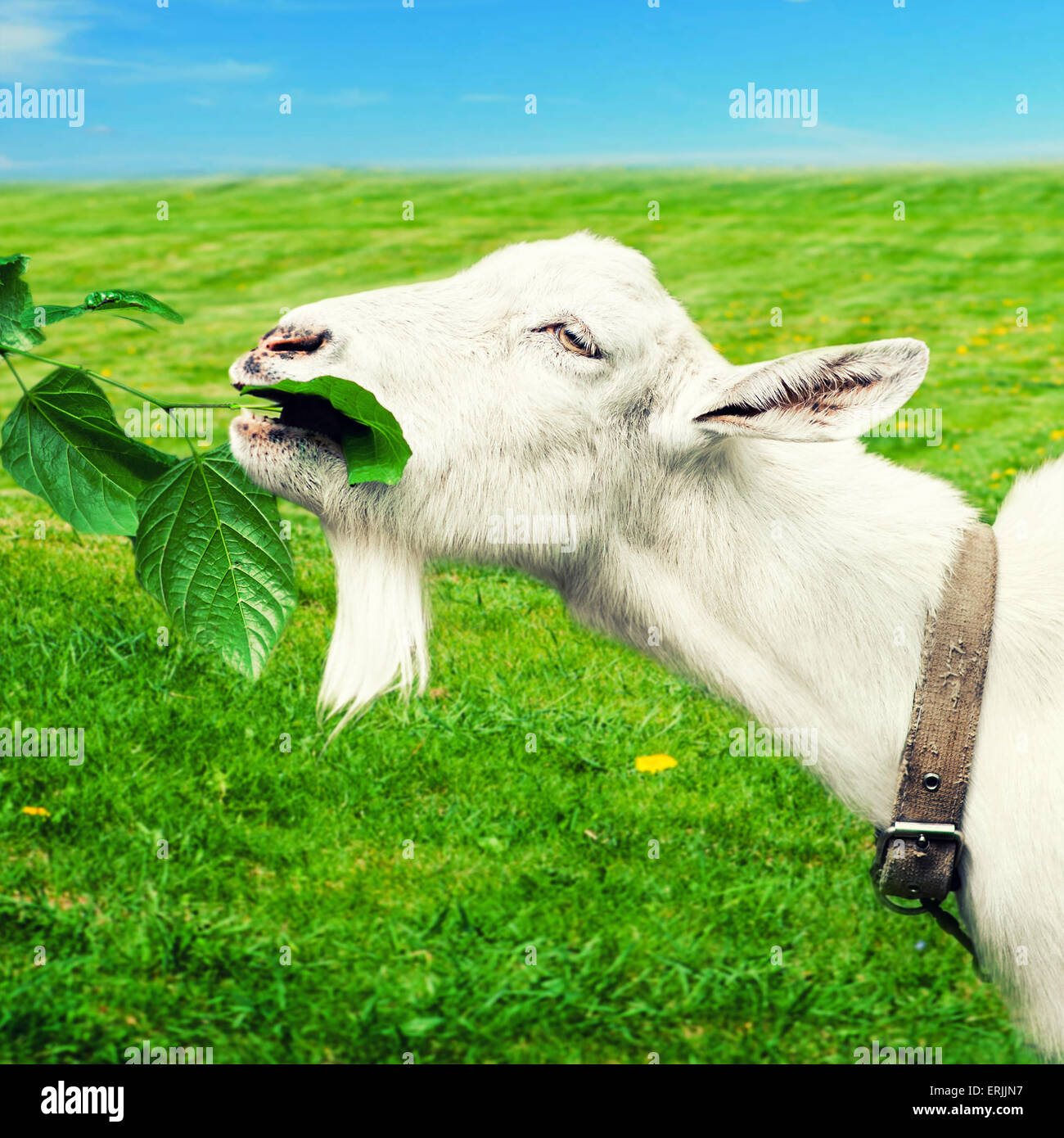 Ram eating a tree hi-res stock photography and images - Alamy