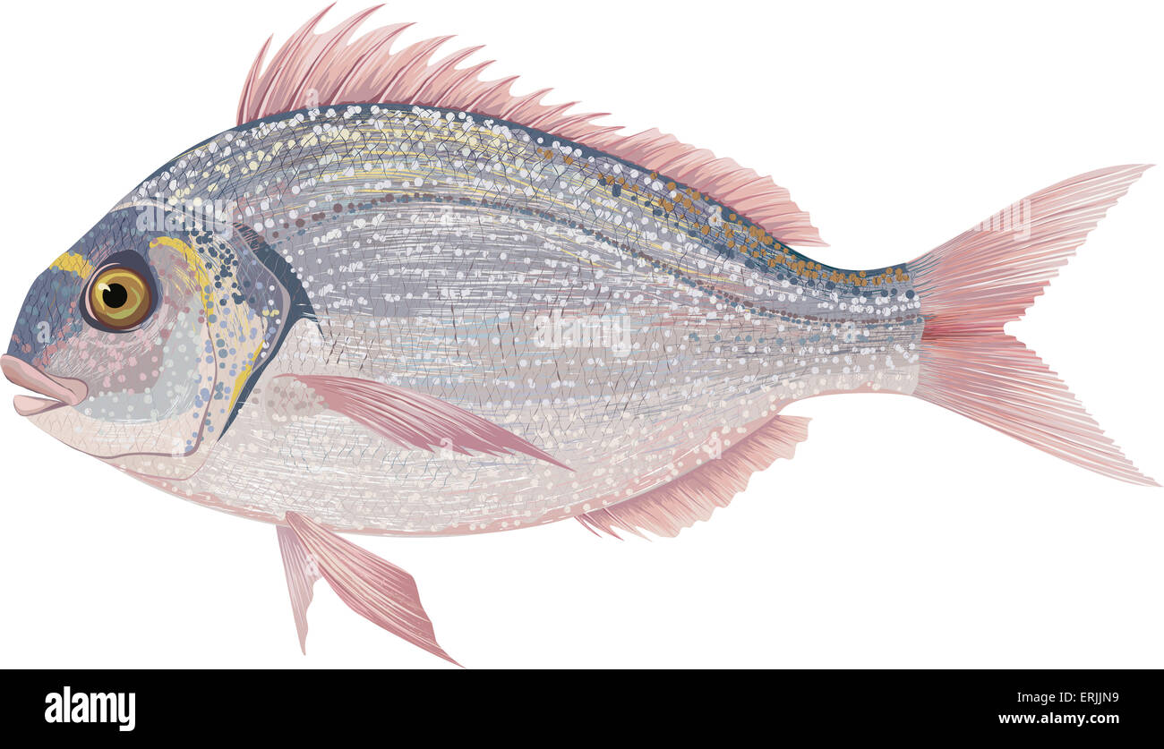 Golden bream hi-res stock photography and images - Alamy