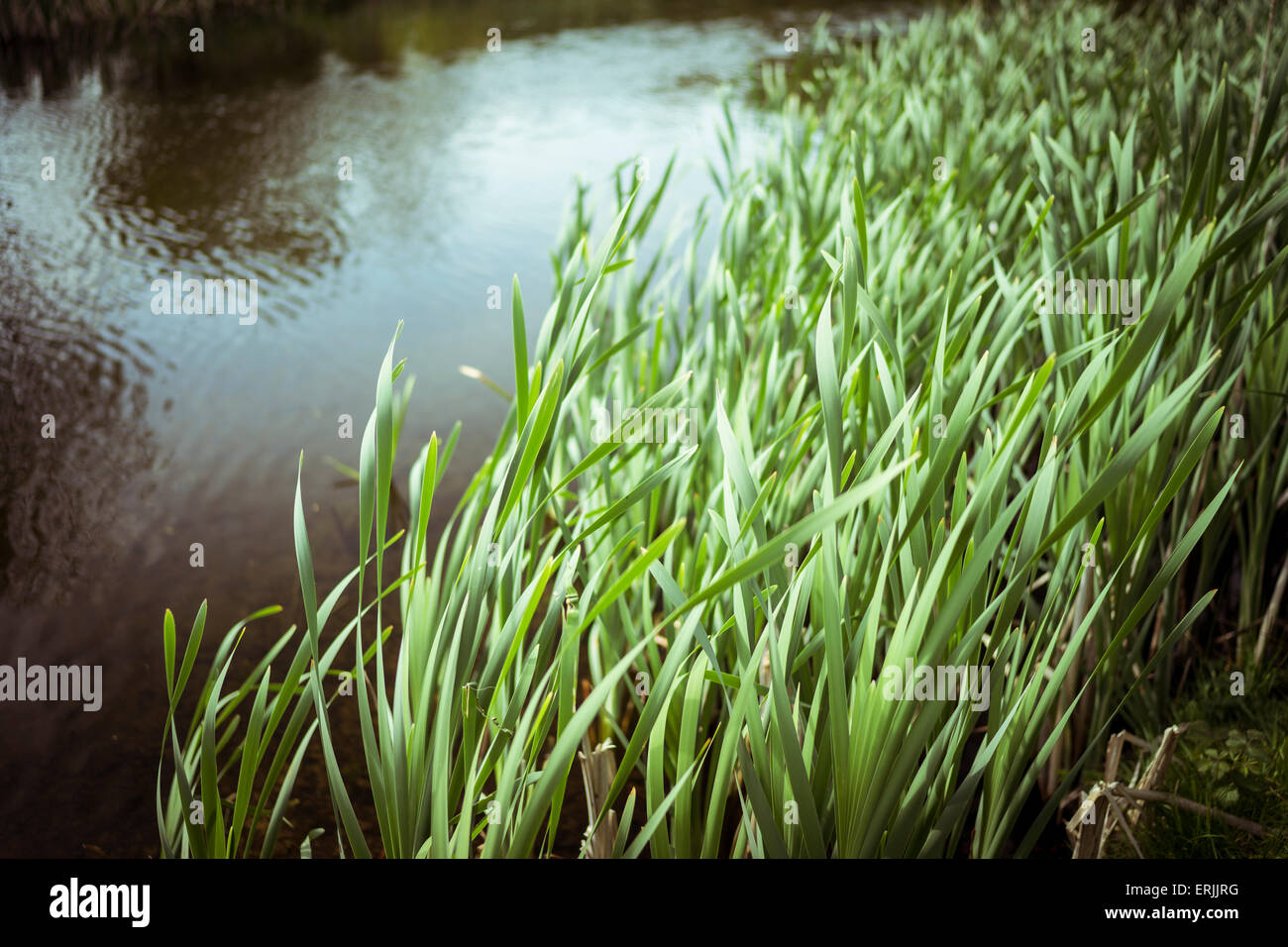 Reeds by a lake with shallow depth of field Stock Photo - Alamy