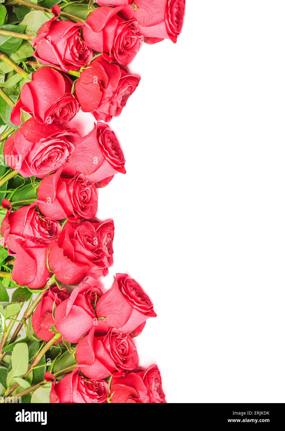 Border from beautiful pink roses isolated on white background Stock ...