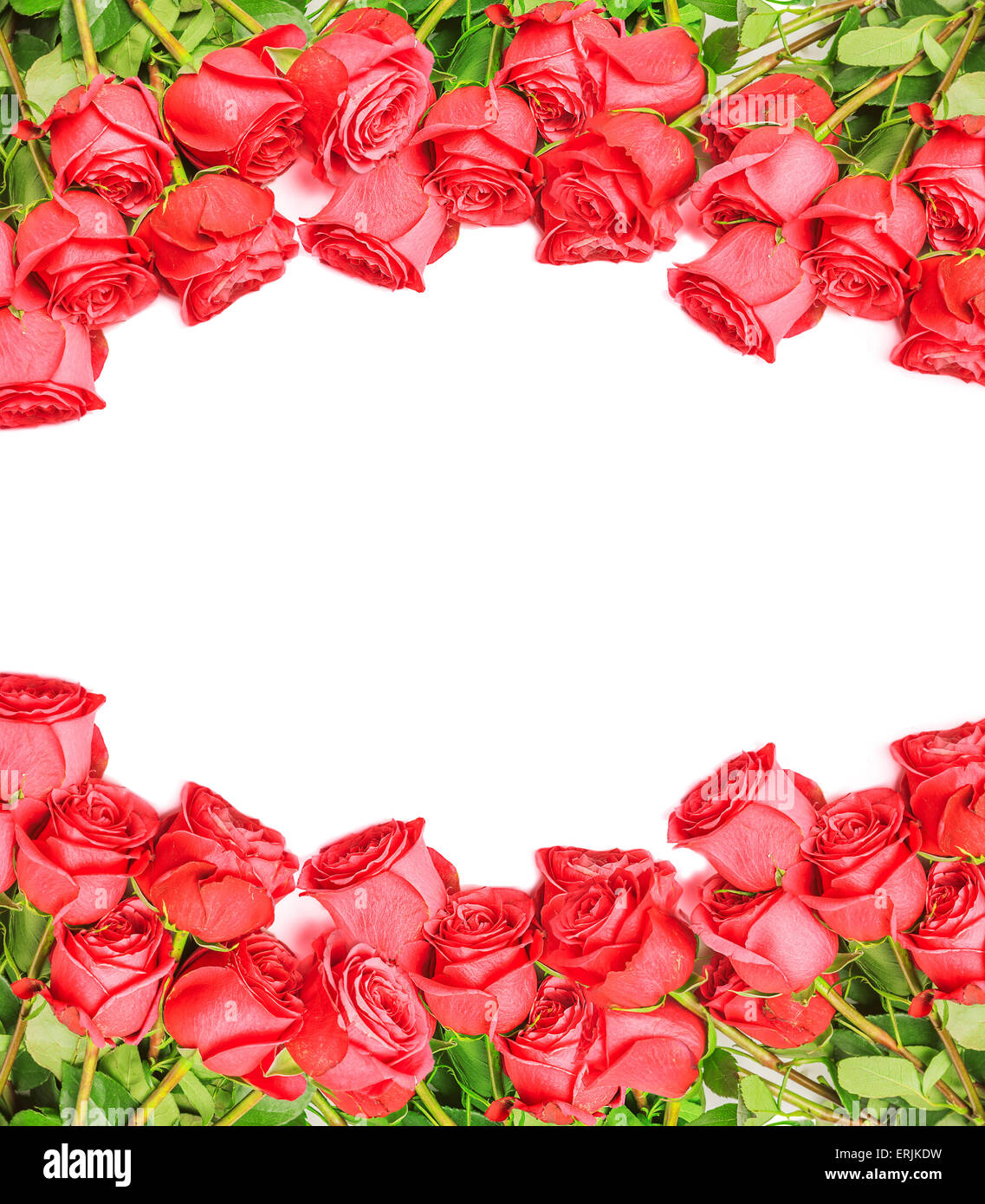Border from beautiful red roses isolated on white background with place ...