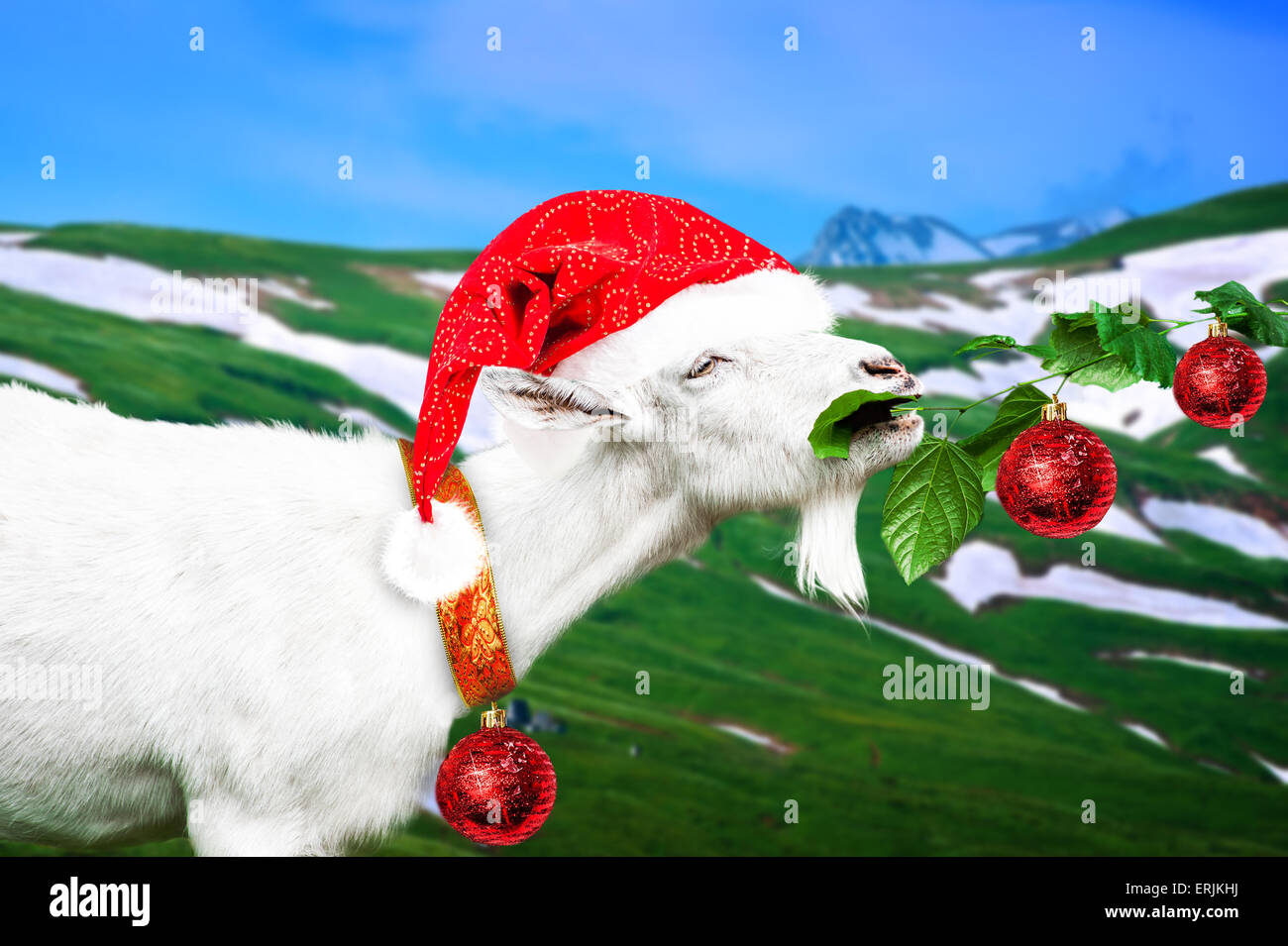 White new year goat wearing santa claus hat has a lunch on alpine ...