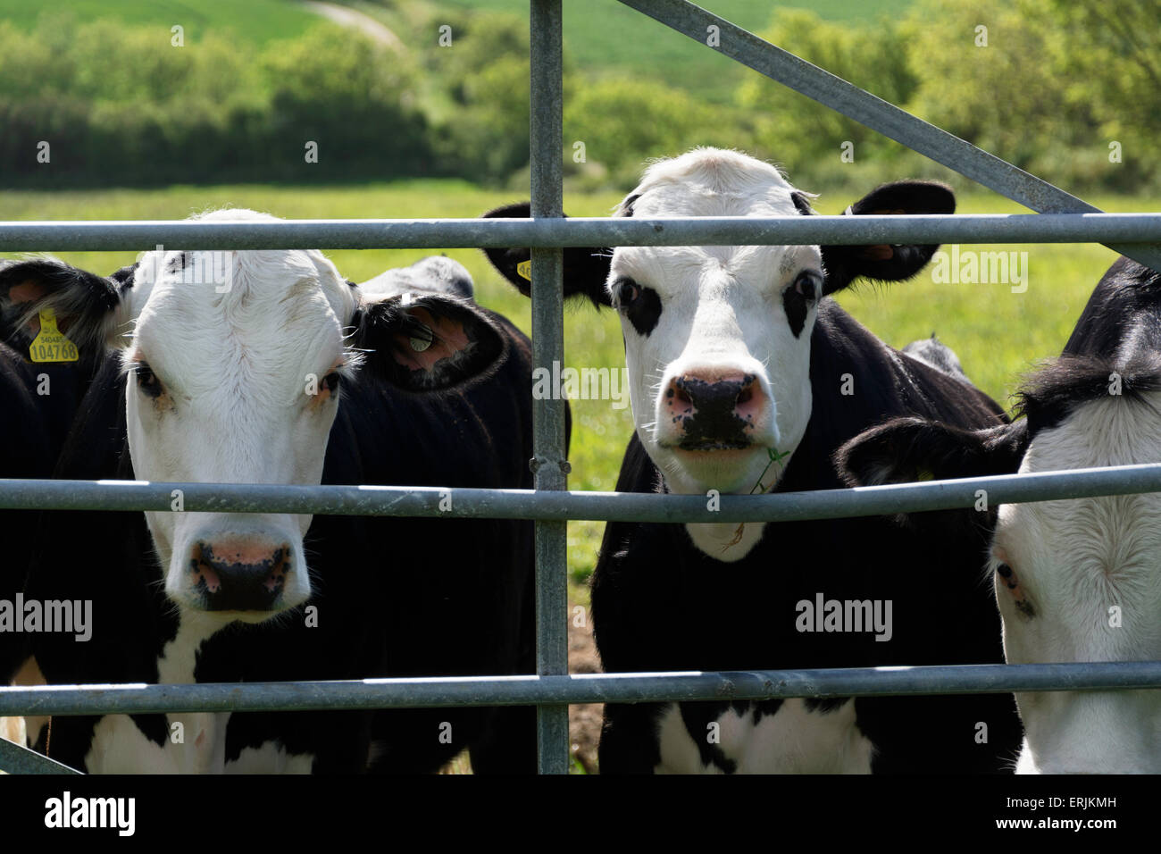 Group dairy cows close hi-res stock photography and images - Alamy