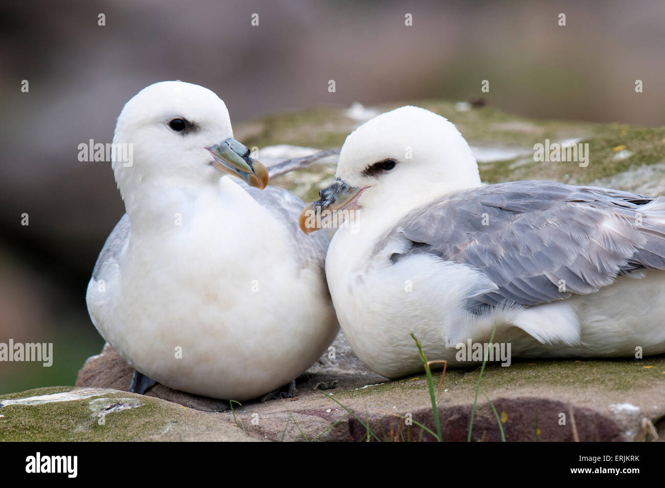 Roosting together hi-res stock photography and images - Alamy