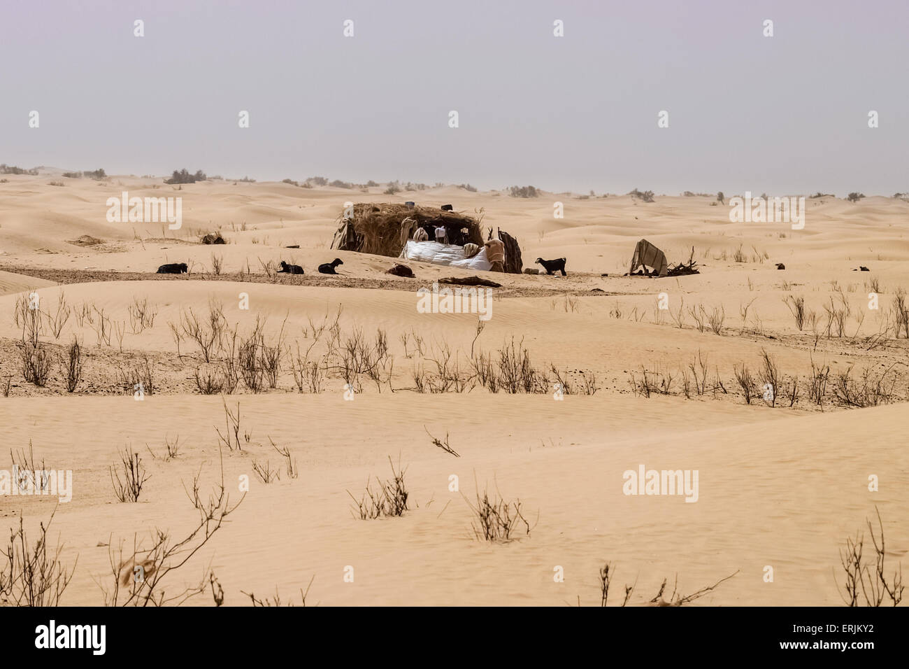 Traditional Sahara desert nomad straw dwelling with goats nearby. In ...