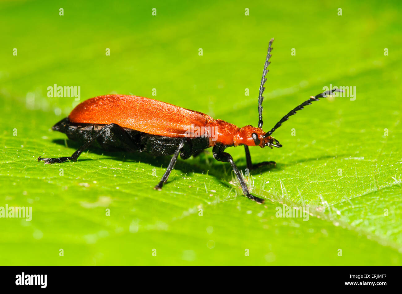 Cardinal beetle red headed beetle pyrochroa serraticornis insect beetle ...