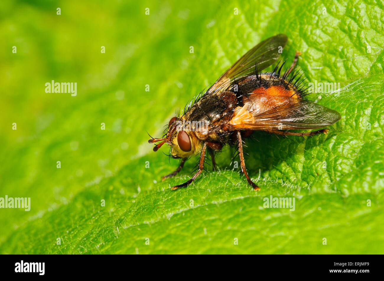 Tachinid Fly (Tachina fera) adult at rest on a leaf at RSPB Strumpshaw ...