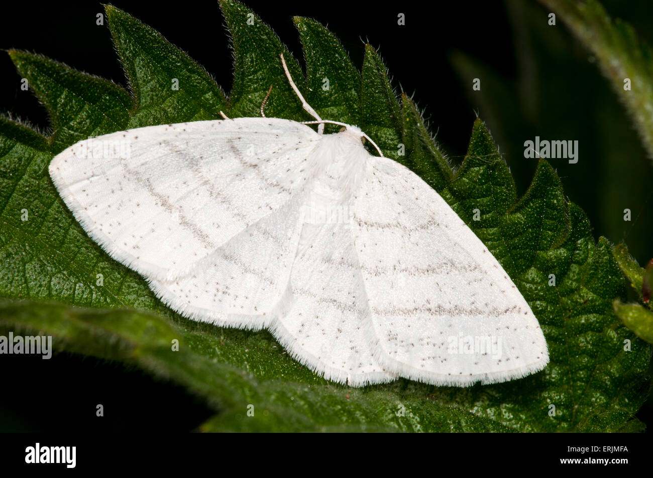 Common white wave moth (Cabera pusaria) resting on a stinging nettle ...
