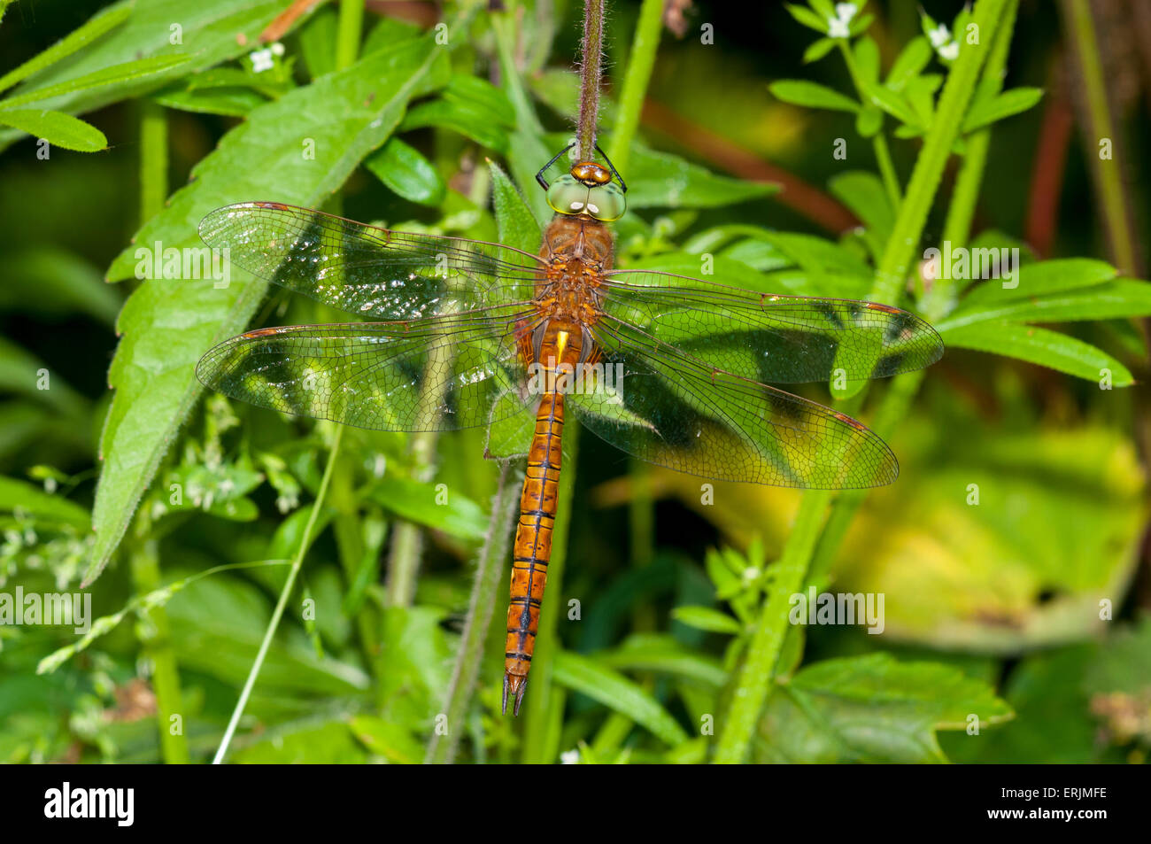 Norfolk Hawker dragonfly (Aeshna isosceles) at rest in dense vegetation ...