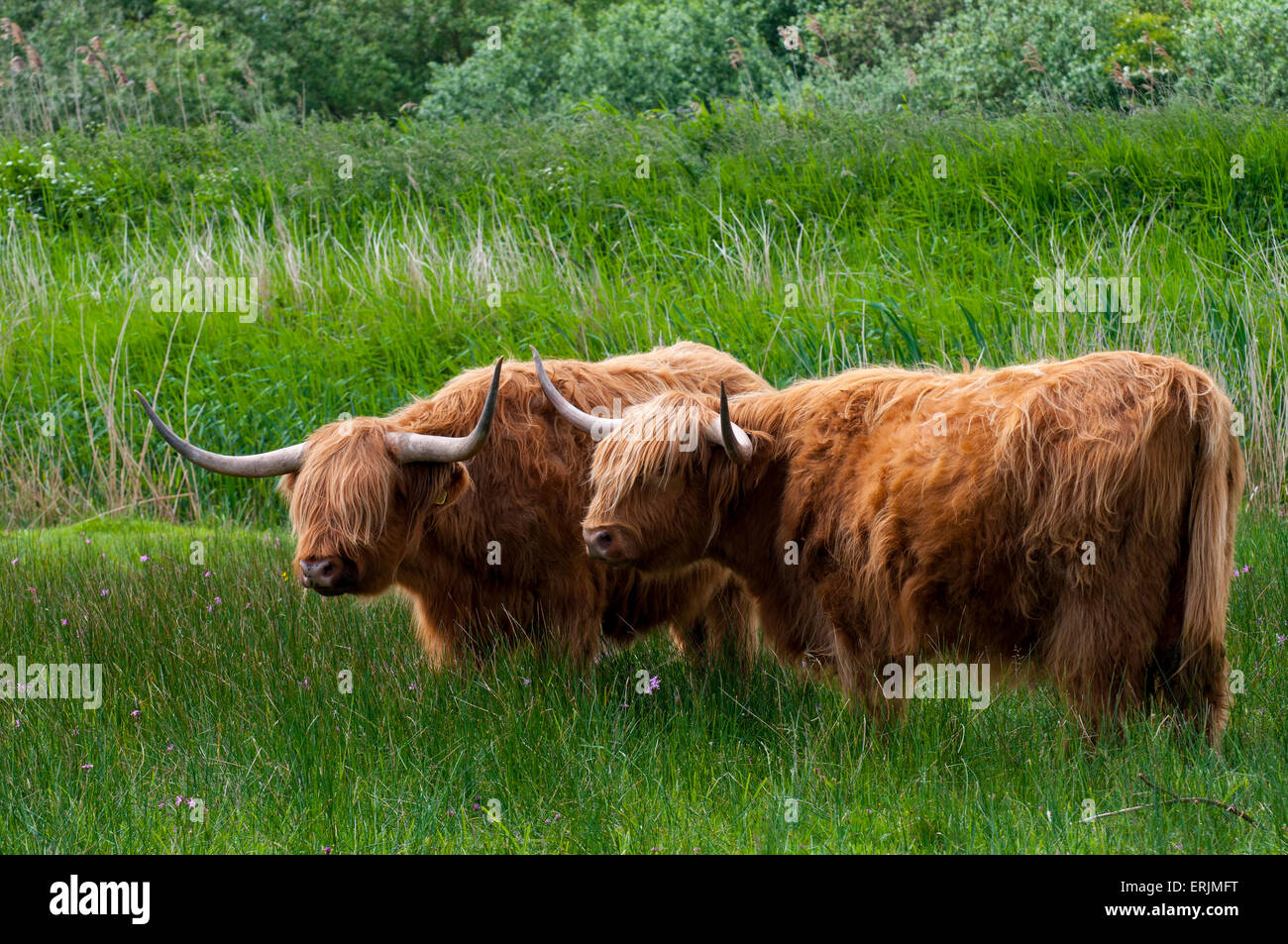 Conservation cattle hi-res stock photography and images - Alamy