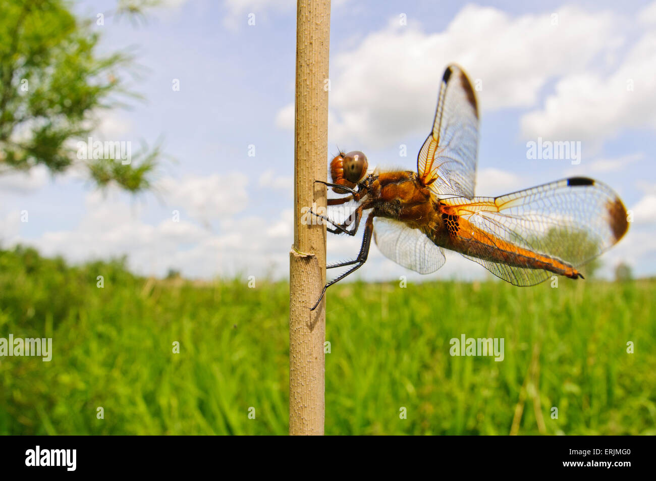 Norfolk Hawker dragonfly (Aeshna isosceles) perched on a reed stem in ...