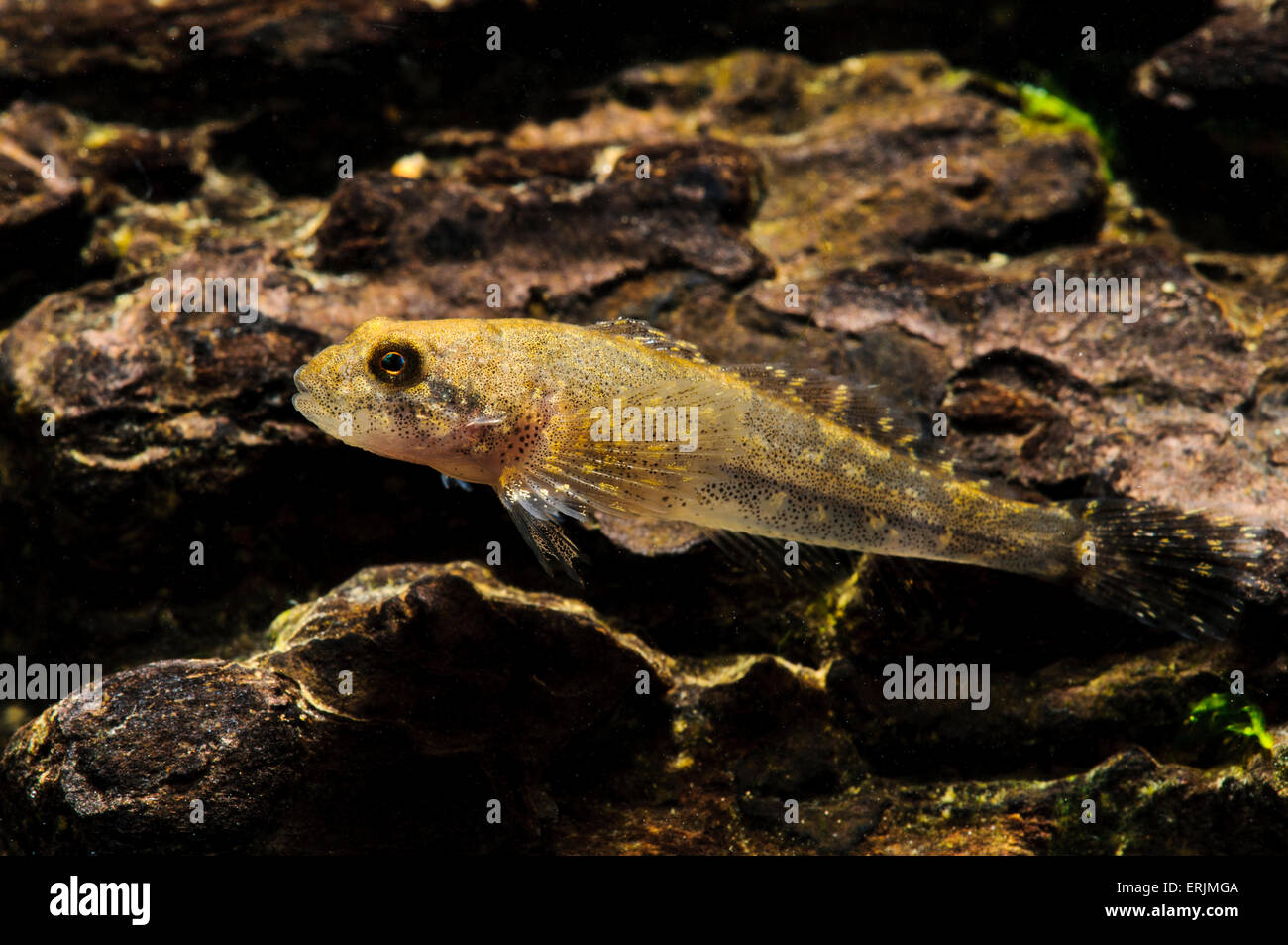 Bullhead millers thumb fish cottus hi-res stock photography and images ...