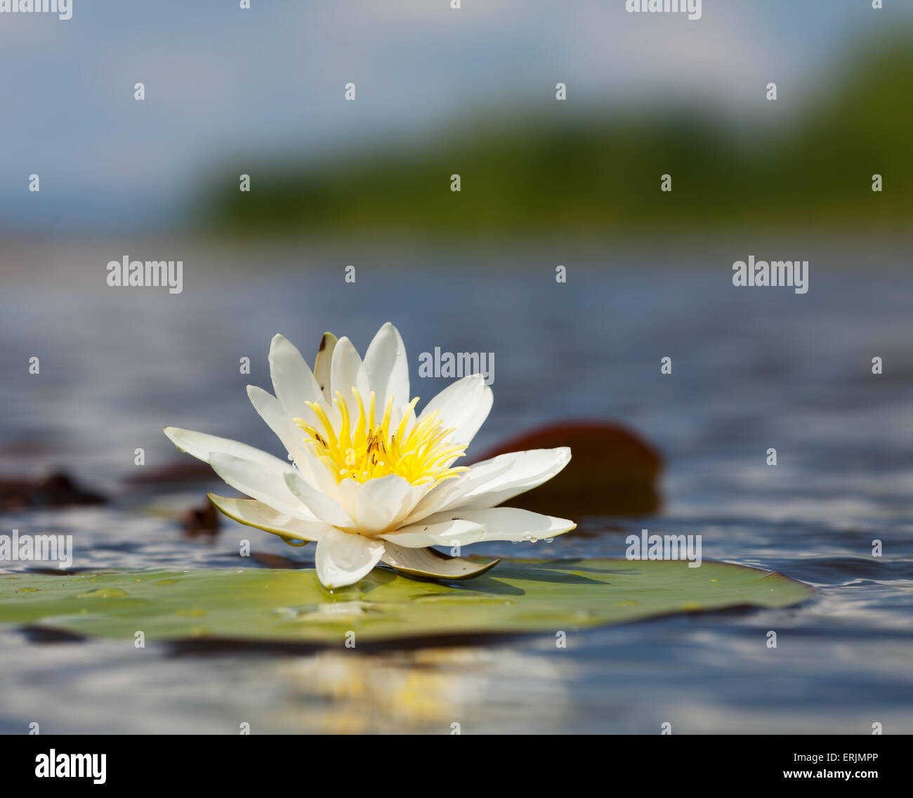 Water lily floating on lake Stock Photo - Alamy
