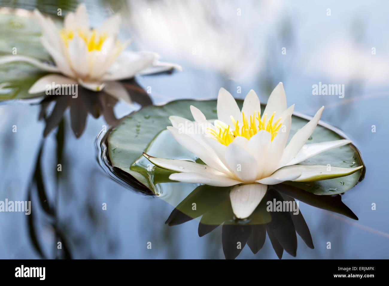 Water lily floating on lake Stock Photo - Alamy
