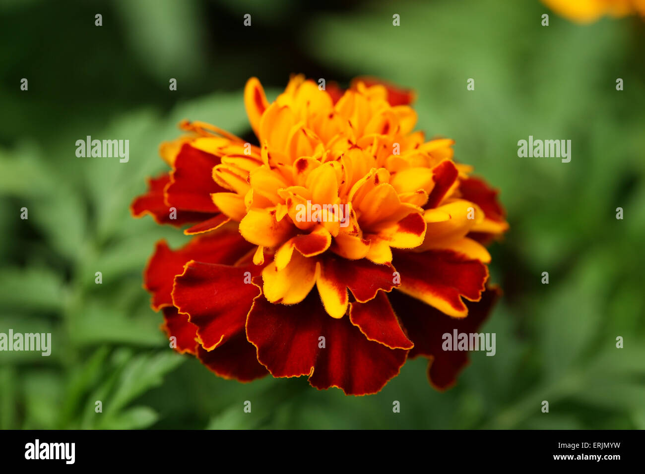 Marigold stem hi-res stock photography and images - Alamy