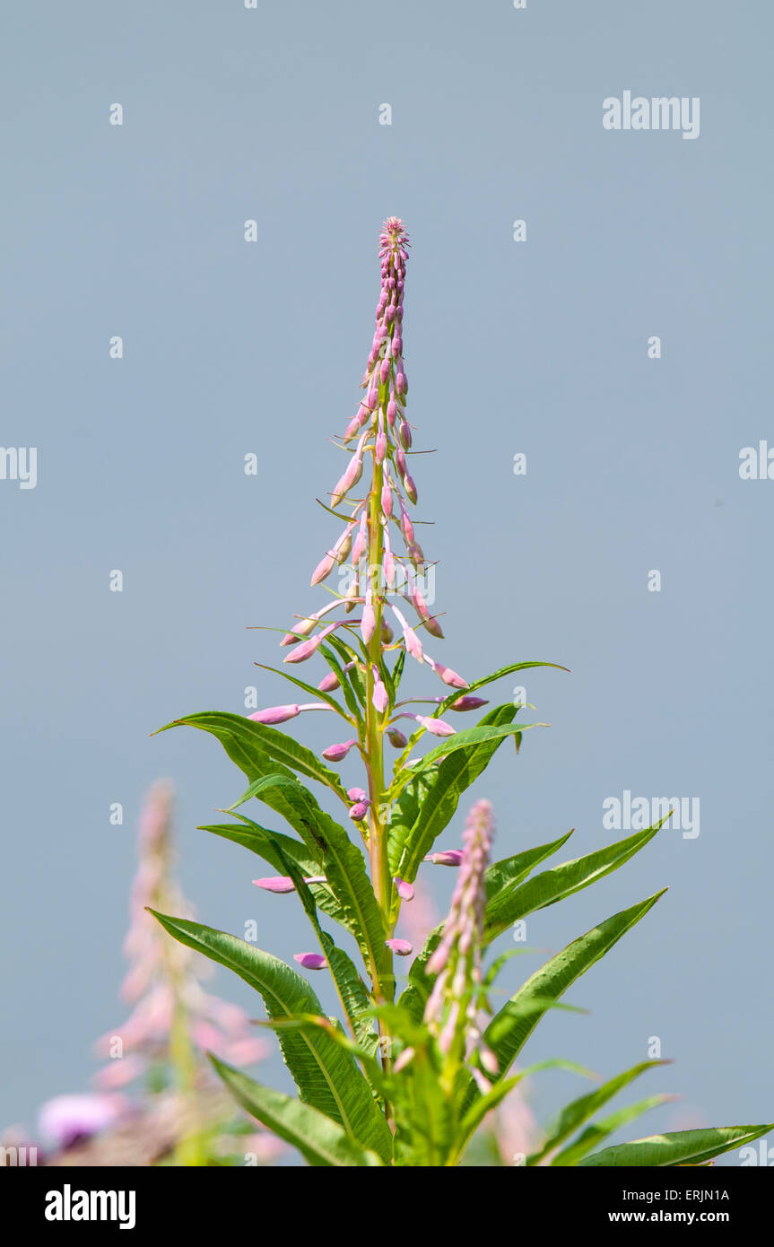 A flower spike of rosebay willowherb (Chamerion angustifolium) still in ...