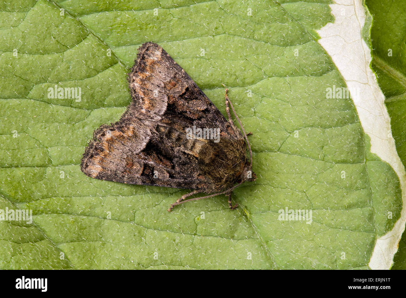 A rufous minor moth (Oligia versicolor) at rest on a leaf in a garden ...