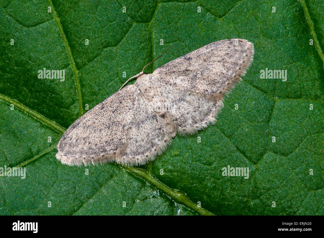 A small dusty wave moth (Idaea seriata) at rest on a leaf in a garden ...