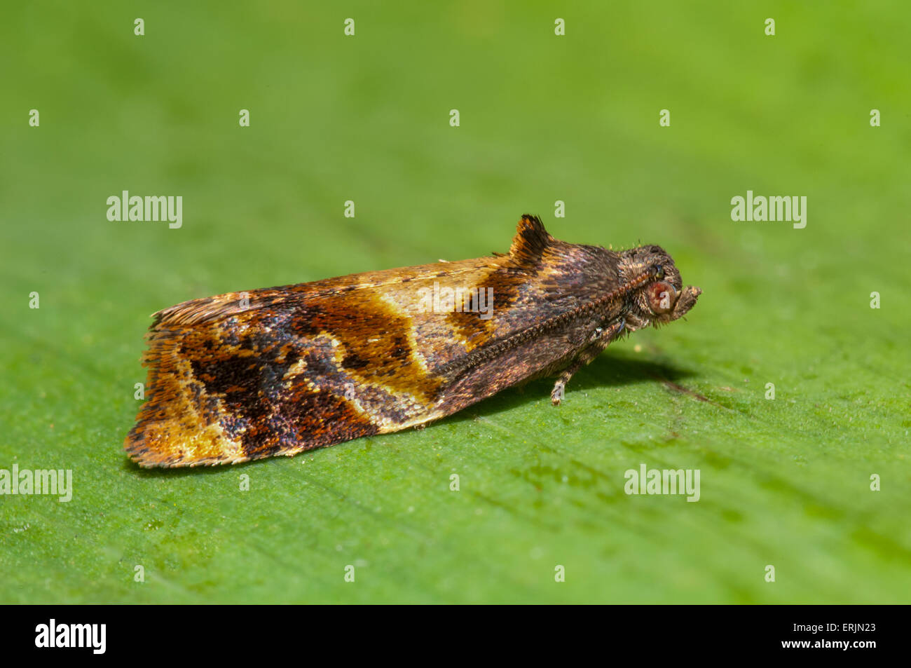 A red-barred tortrix moth (Ditula angustiorama) at rest on a leaf in a ...