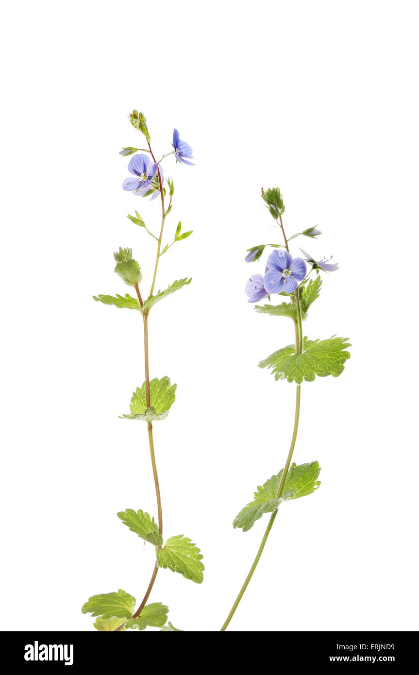 Speedwell ,Veronica chamaedrys, bird's eye or gypsy weed flowers and ...