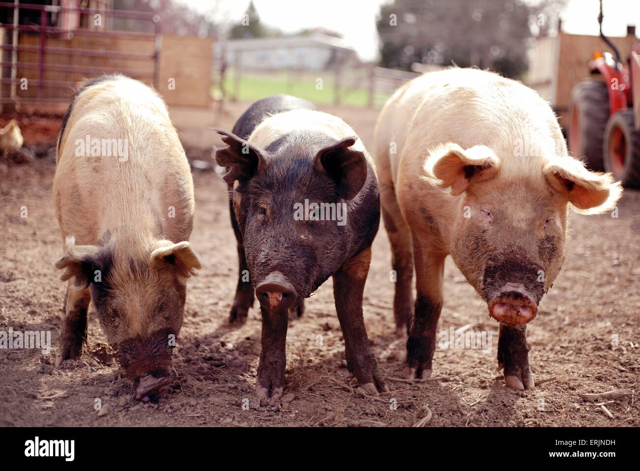 Dirty pigs hi-res stock photography and images - Alamy