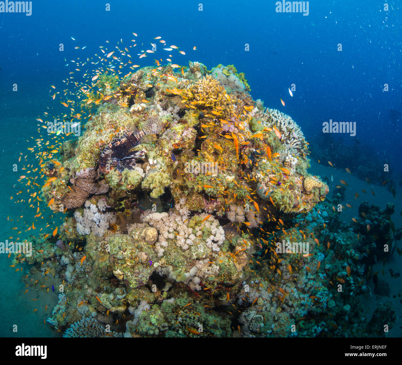 Poisonous underwater life hi-res stock photography and images - Alamy